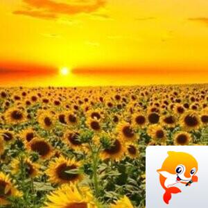 李云刚【西窗剪烛】:【西窗风采@精美短诗集锦合编第2辑】玫瑰已死 - VV