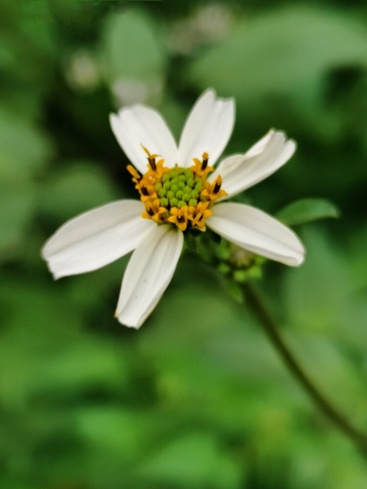白花鬼针草【首发】